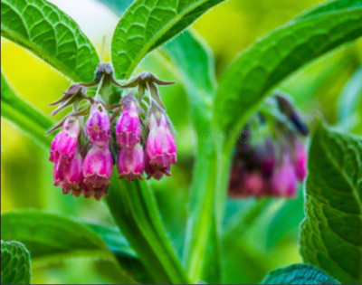 COMFREY BOCKING 14 PLUG PLANT (symphytum x uplandicum) Grow Organic ...