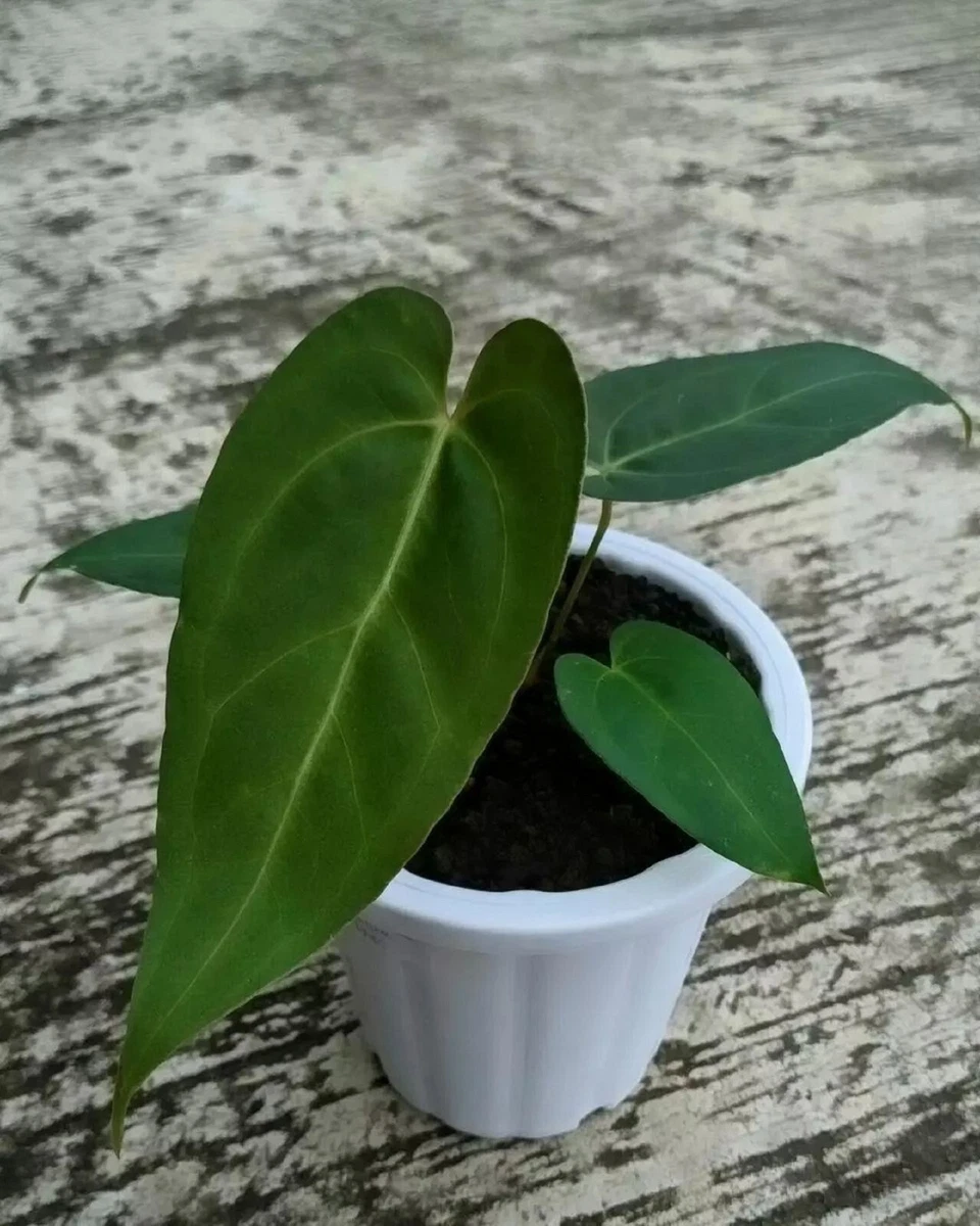 Blue Anthurium