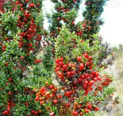 MOUNTAIN CURRANT - Coprosma nitida - - Bush Food 20 SEEDS, Coffee ...