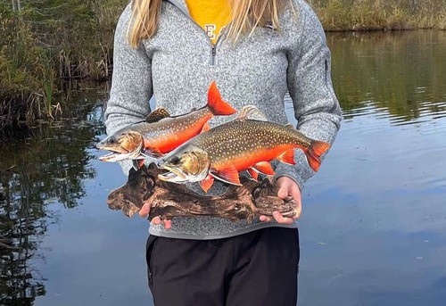 Brook Trout Replica Duo Wall Art -19 Inch Realistic 2D METAL Brown ...