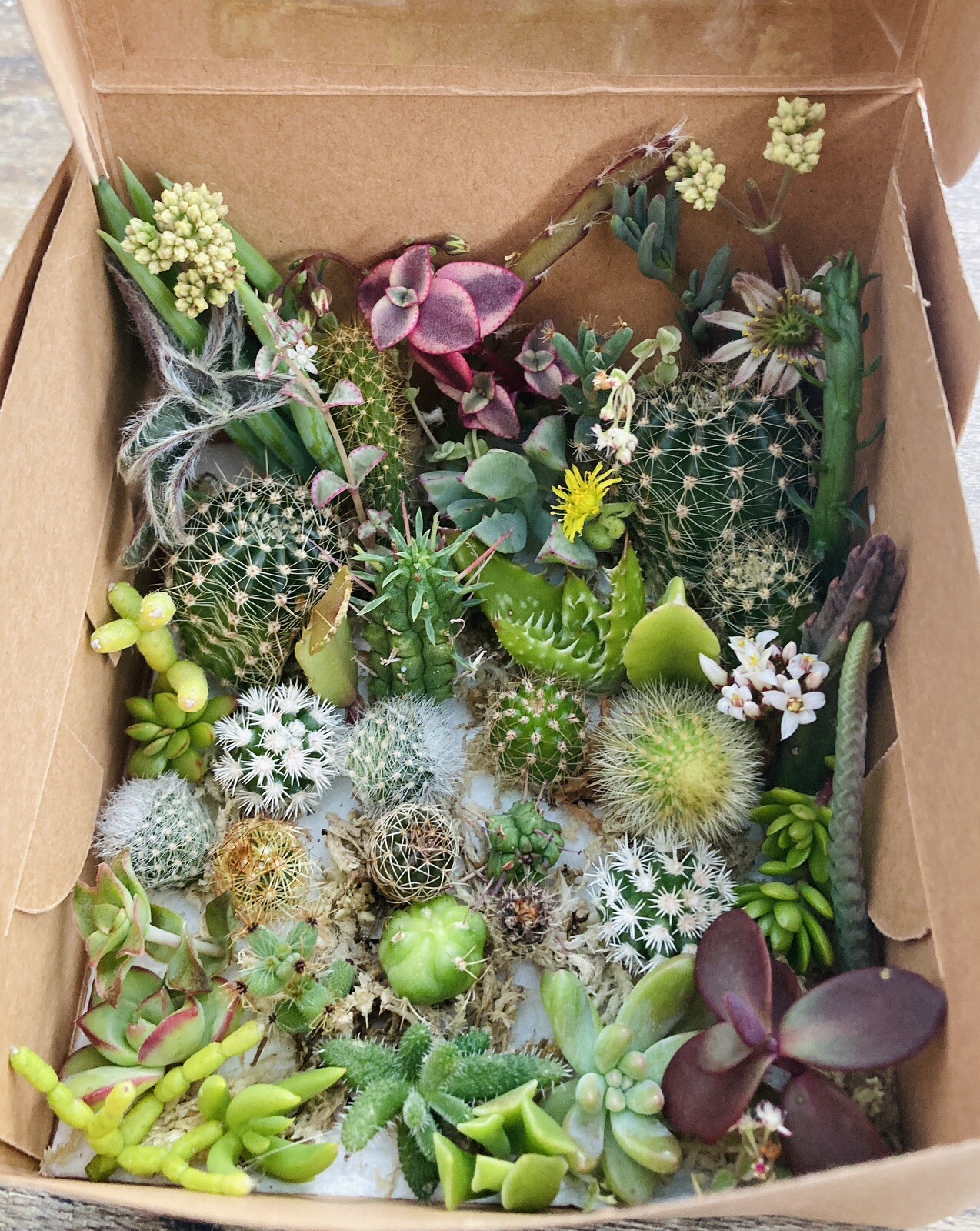 Cacti Cuttings Cactus Succulent Collectors Echinopsis Euphorbia Pack Mix | eBay