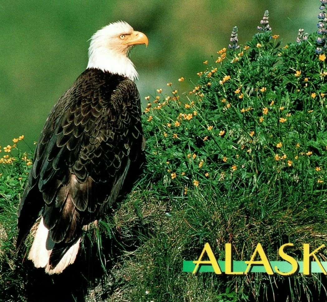 Bald Eagle Flowers | Best Flower Site