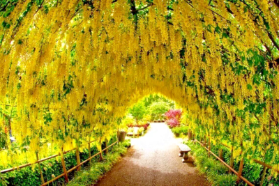 Golden Chain Flower