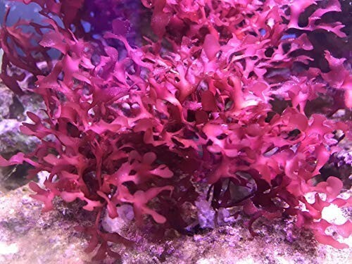 Live Red Frag Gracilaria Macro Algae Plant Saltwater Coral Reef Marine ...