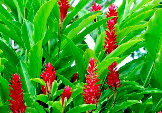 Torch Red Ginger Flower Lily Plant Alpinia Purpurata Root RHIZOME for ...