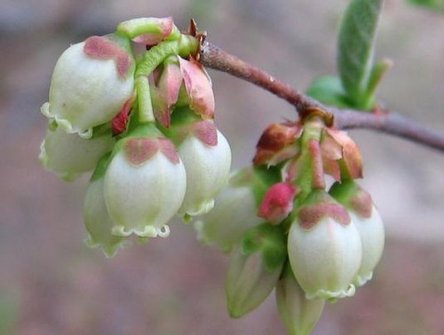 Highbush Blueberry, Vaccinium corymbosum, Seeds (Edible, Fall Color ...