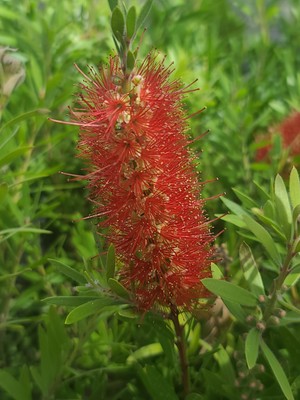 Red Cluster Bottlebrush "Callistemon Citrinus" Quart Pot Live Plant | eBay