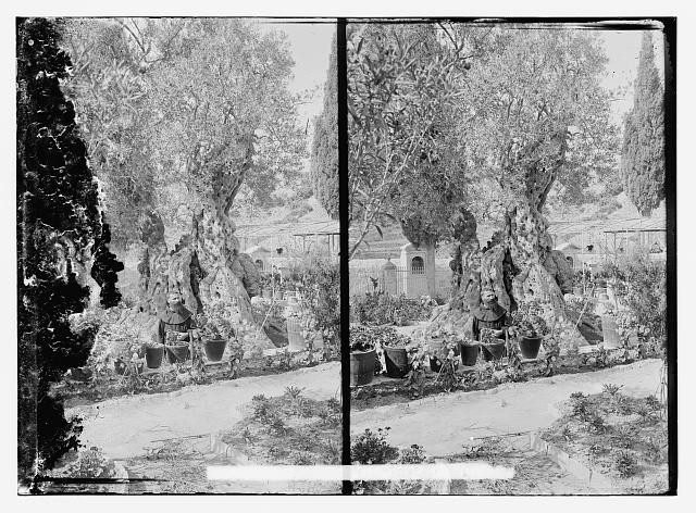 Photo:Old Olive tree in Gethsemane | eBay