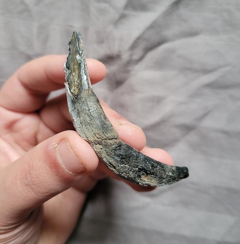 Rare Peccary Mammal Tusk Fossil Tooth From The Famous Leisey Shell Pit ...