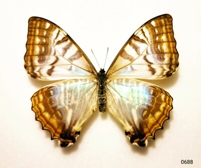 Morphidae Morpho sulkowsky FEMALE A1 HUANUCO, PERU - PRISTINE CONDITION ...
