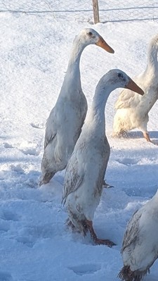 6+ WHITE Indian Runner Duck Eggs * NPIP* Exhibition type white | eBay