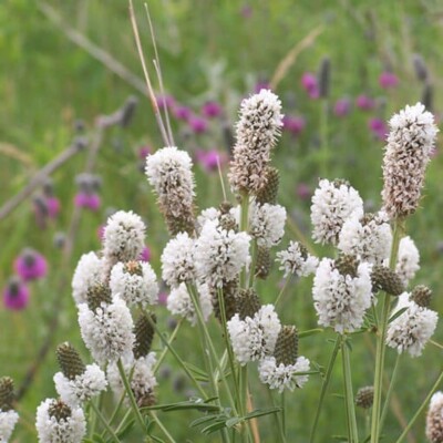 White Prairie Clover Seeds 250+ NATIVE WILDFLOWER USA FREE SHIPPING ...