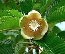 Rare Elephant Apple Tree Seeds ~ Ou Tenga ~ Dillenia Indica ~ Tropical ...