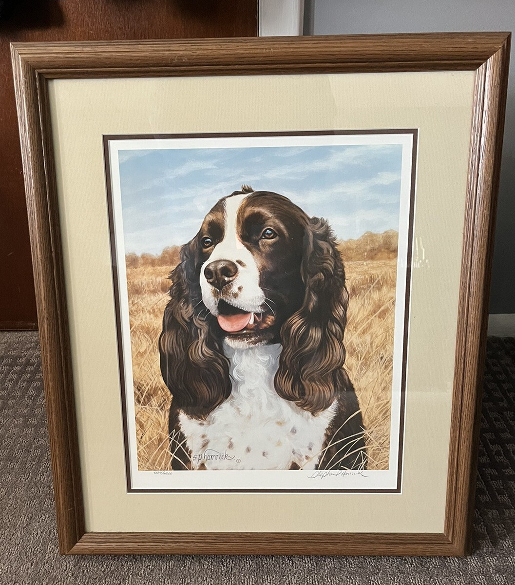 English Springer Spaniel Puppies For Sale Springfield