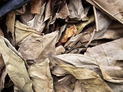 EWE AKOKO/NEWBOULDIA LAEVIS TREE 22G | eBay