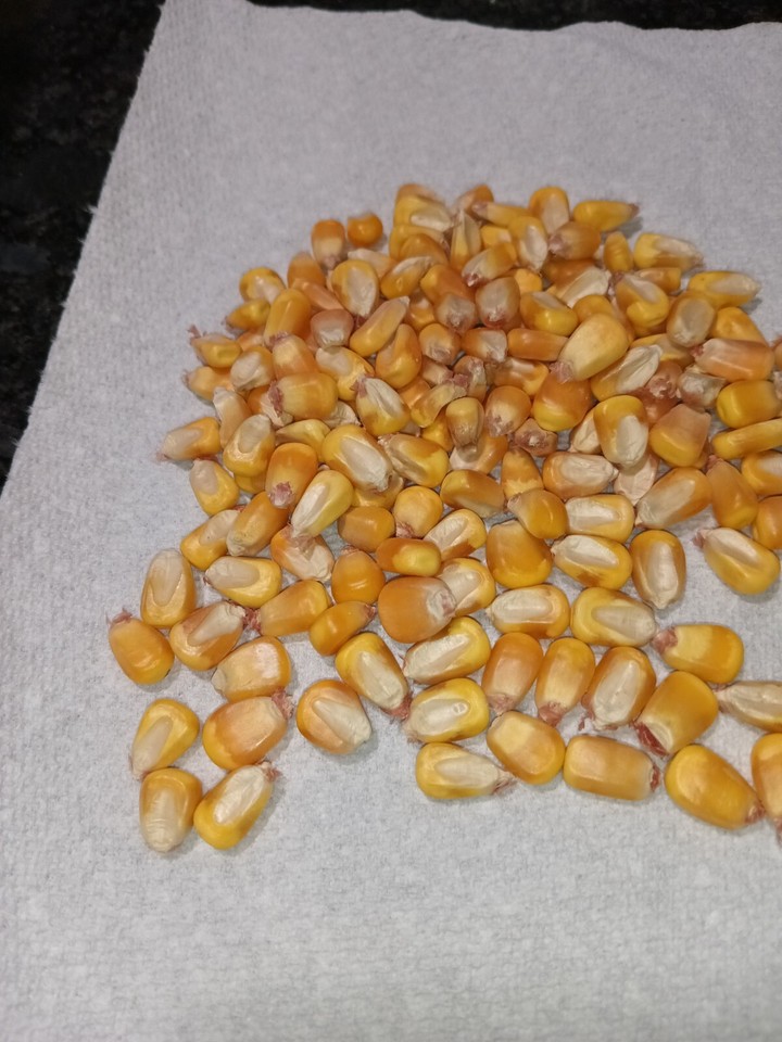 SEMILLAS DE MAIZ CUBANO ,CUBAN CORN SEEDS 500 count | eBay