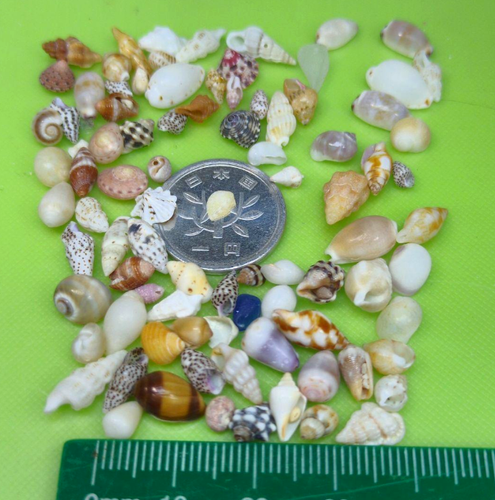 rare shell from japan Shells of Okinawa tiny to vety small | eBay