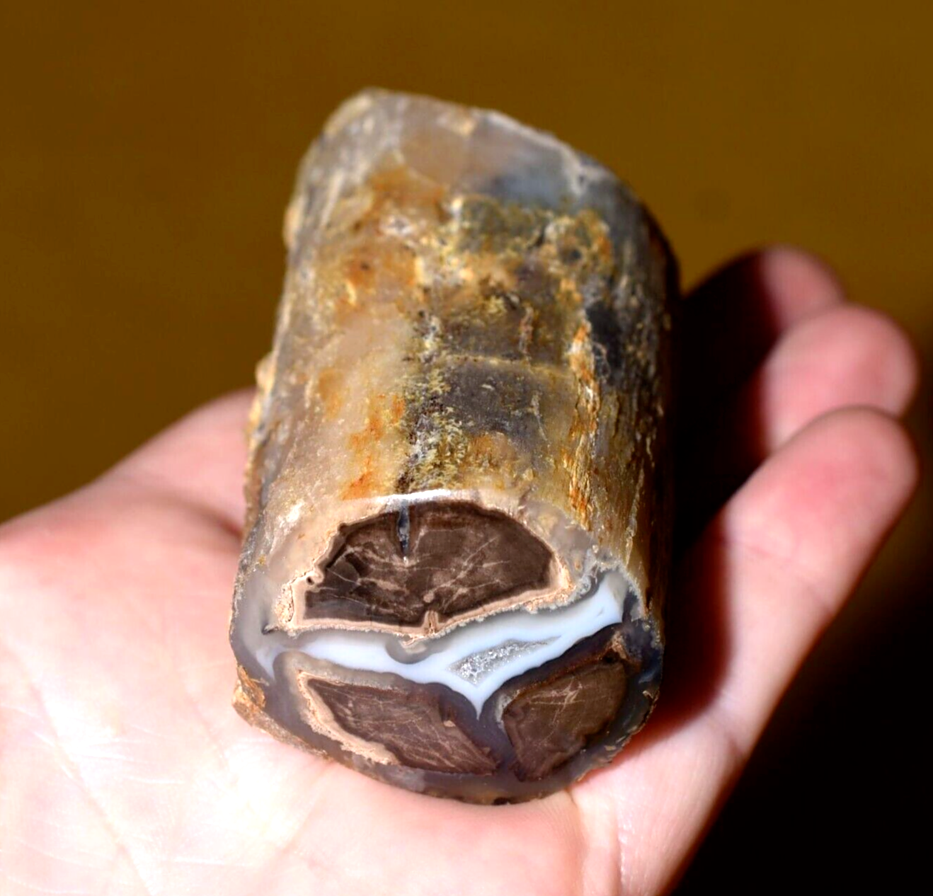 Amazing Blue Forest Agatized Petrified Eocene Wood Fossil Tree Limb ...