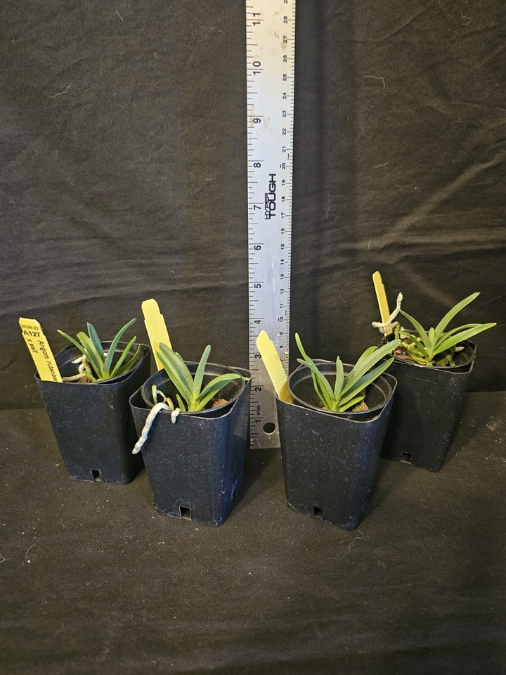 Angraecum rutenbergianum near blooming size miniature Angraecum orchid ...