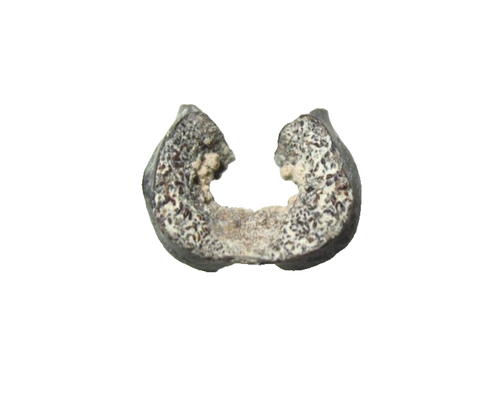 Permian fossil Richards Spur Oklahoma CACOPS amphibian vertebra rare #2 ...