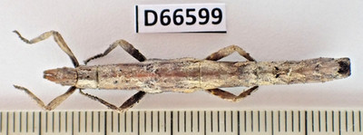 D66599. Insects, Beetles. Phasmatodea sp. Vietnam, Lam Dong. A2 | eBay