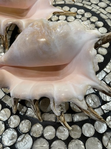 Two- Beautiful SPIDER CONCH Seashells - Natural (Lambis Truncata ) 11x7 ...