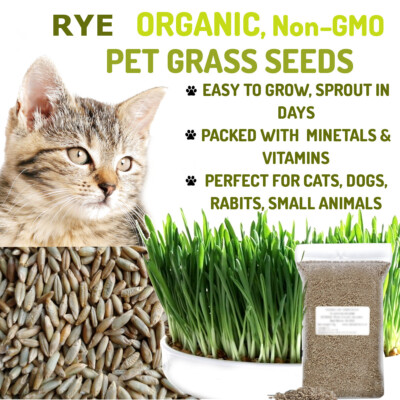 Organic Rye Grass 400-3000 Seeds Sprouting - Microgreens -Cat Chicken ...
