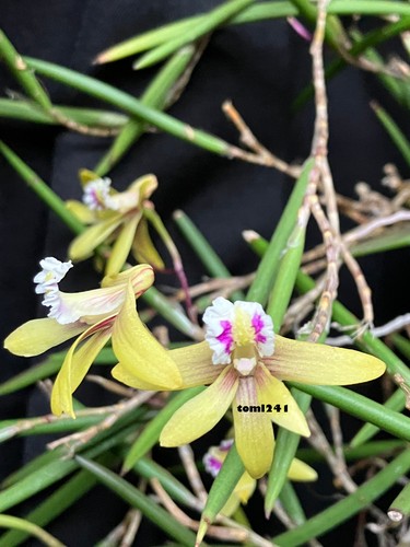 Orchid - Dendrobium Amythaon | eBay Australia