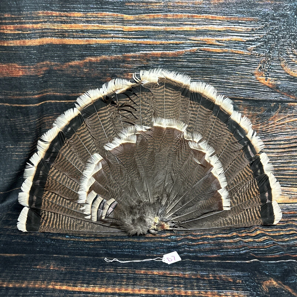 Turkey Tail Feathers Mount