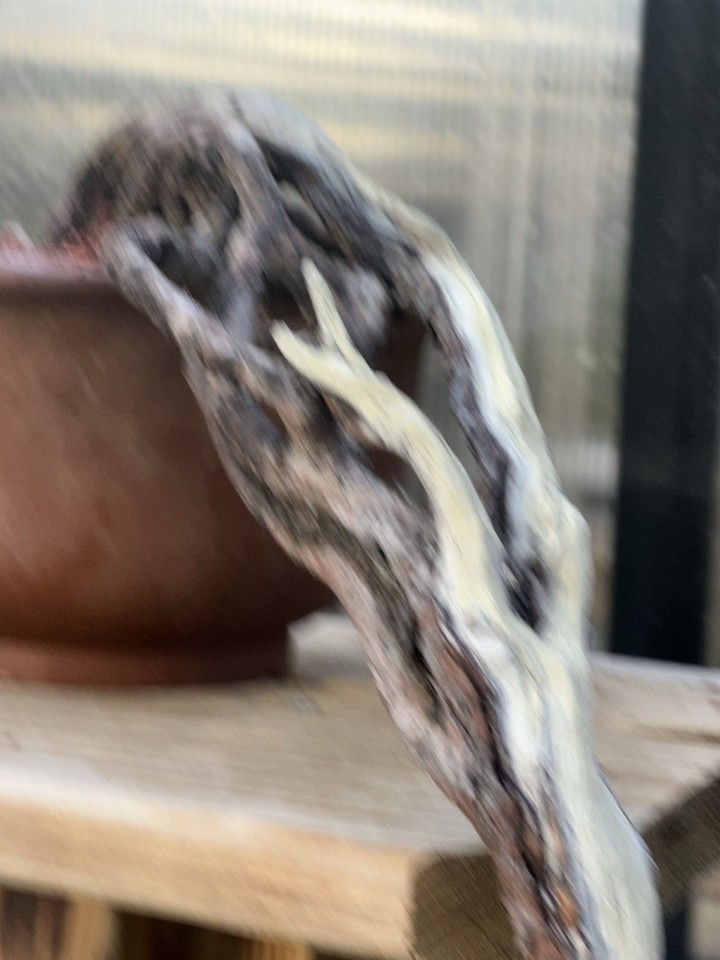 Japanese Yamadori Miyajima White Pine Cascade Style, Jin And Seal 65 ...