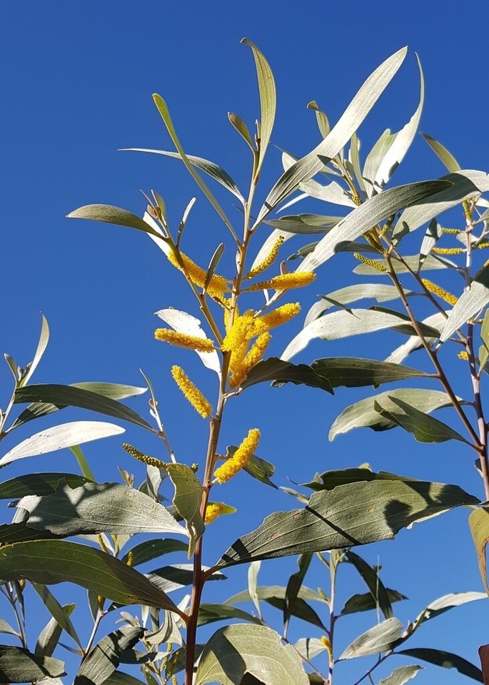Acacia colei var. colei seeds - "Soap Wattle" | eBay