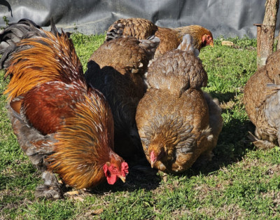 8 Blue/Black/Splash Partridge Brahma Hatching Eggs | eBay