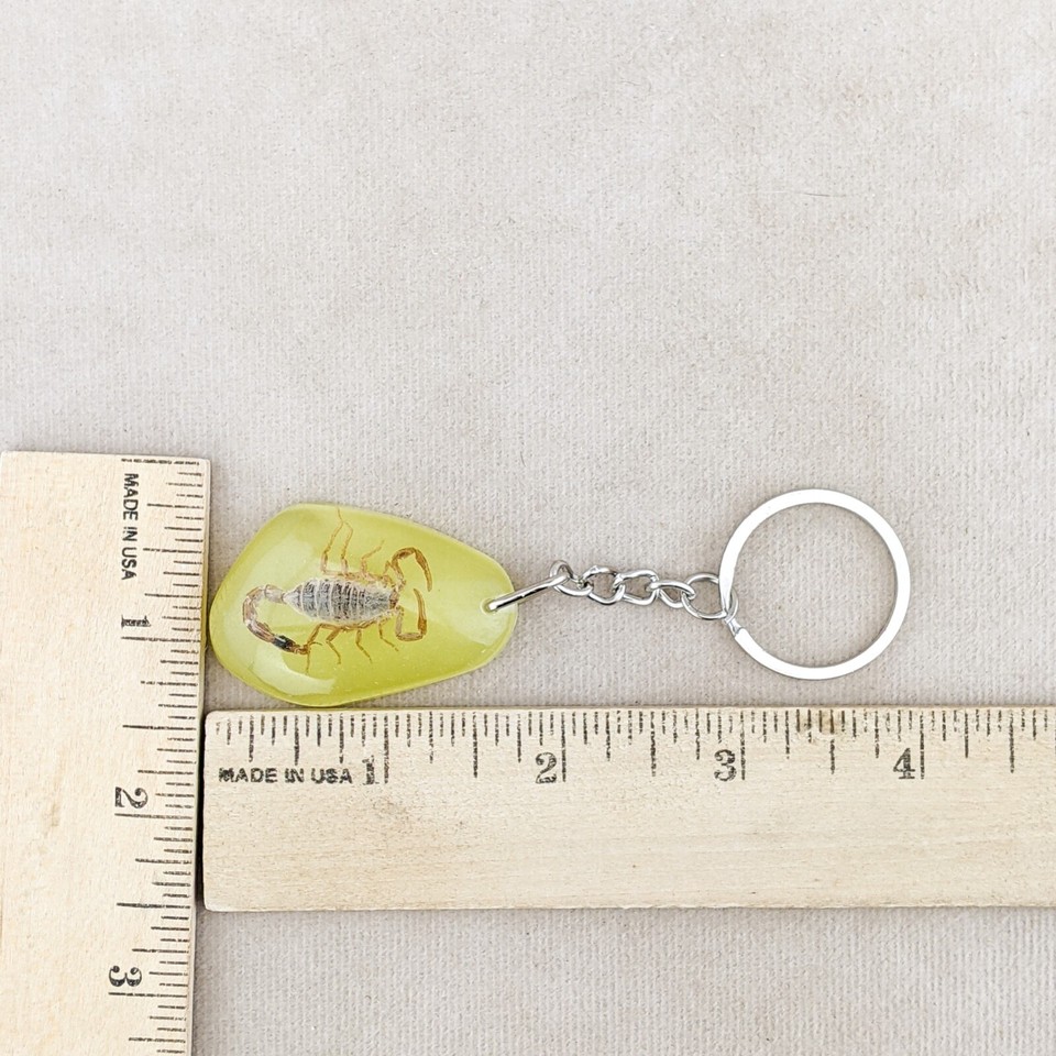 CSc1 Resin real Taxidermy Striped Bark scorpion Key Chain curiosities ...