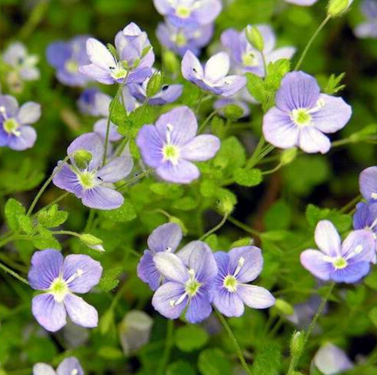 Veronica repens 1 X 9cm pot plant Creeping Speedwell | eBay UK