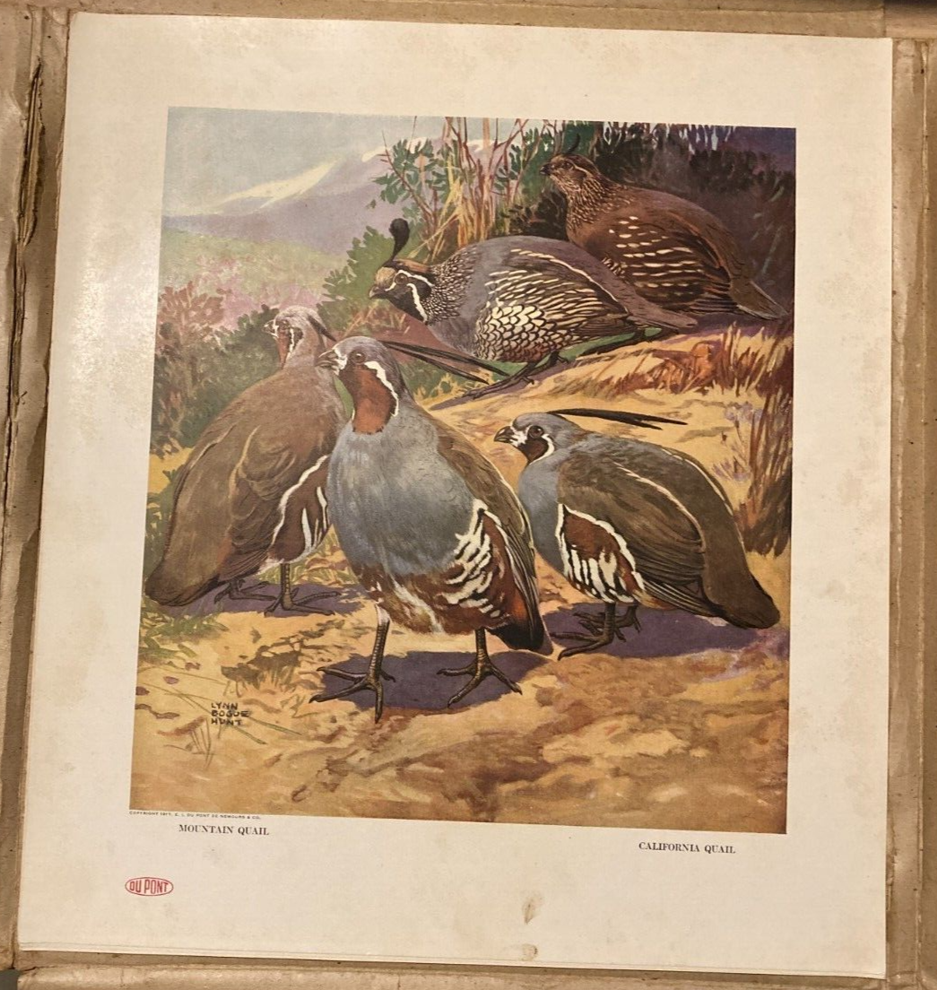 Lynn Bogue Hunt Vintage Du Pont Print 1917 Mountain & Cali Quail Game ...
