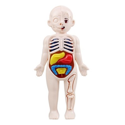 1 Set Human Torso Model Human Body Organs Model Assembly Toy Anatomy ...