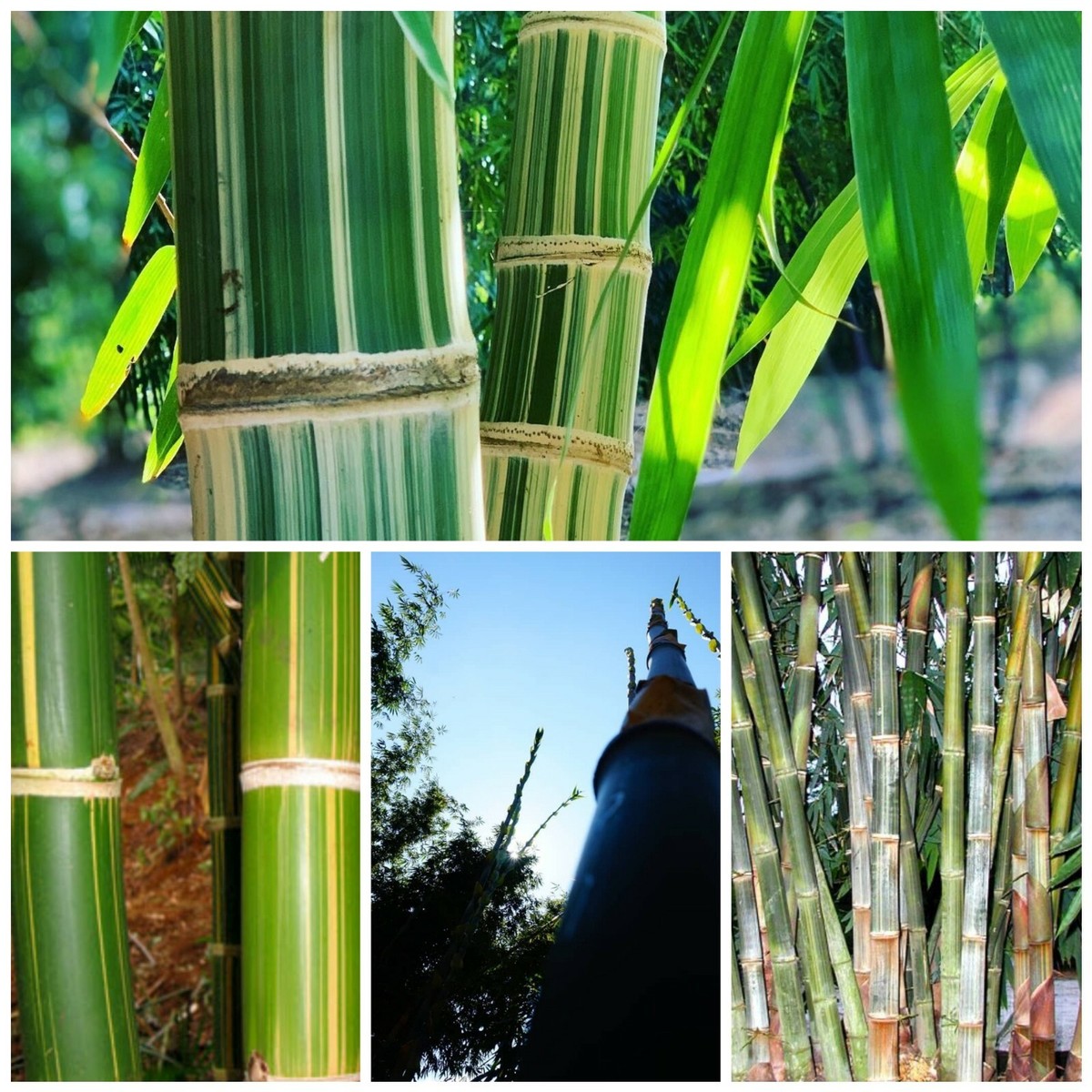 Tropical Garden Bamboo Common Bamboo: Frequent And Familiar Species