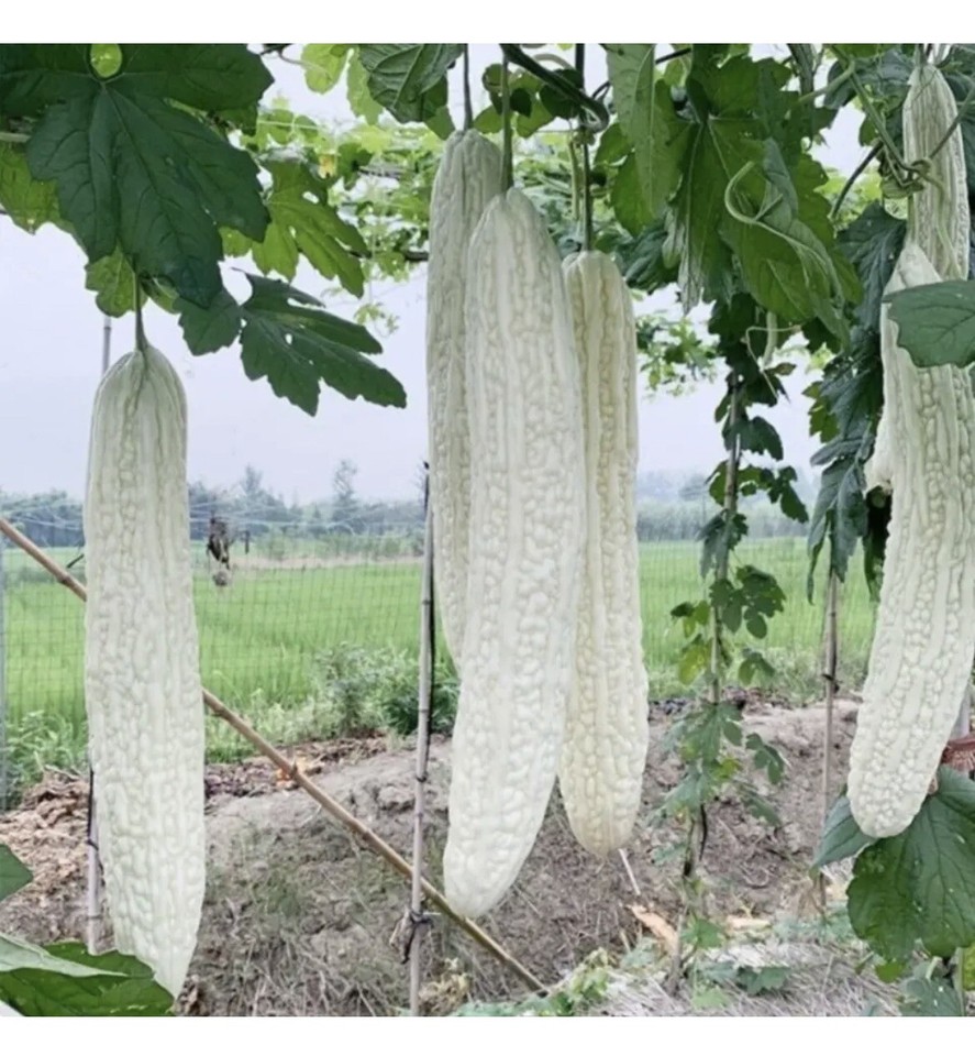 White Skin Long Bitter Gourd seeds Bitter melon Seeds Ku Gua Asian Khổ ...
