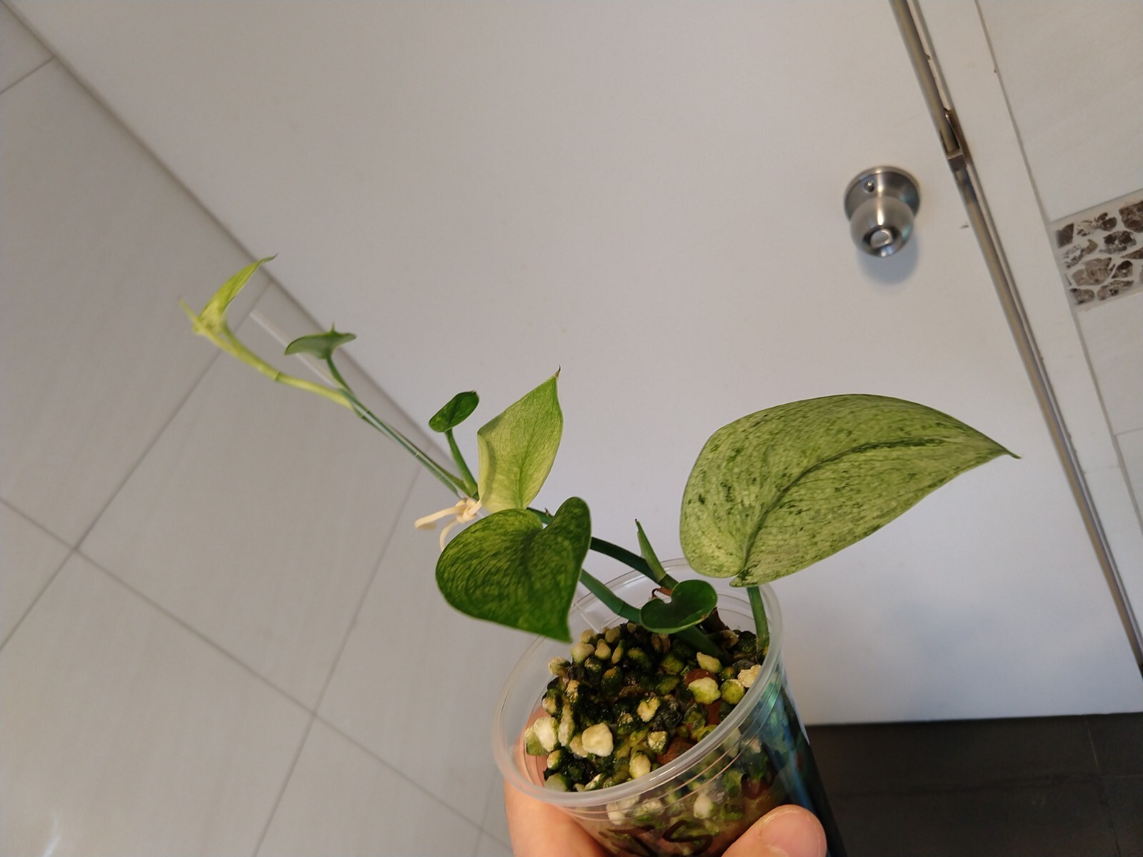 scindapsus Jade Satin WHITE MINT variegated (plant w/7leaves+2shoots ...