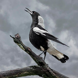 Ausmark Trading | eBay Stores