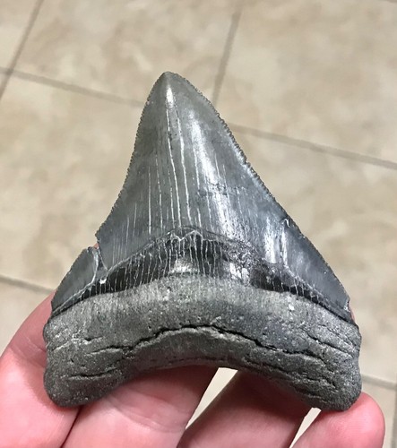 DELIGHTFUL & WIDE - GOLDEN BEACH/VENICE,FL. - MEGALODON SHARKTOOTH FOSSIL | eBay