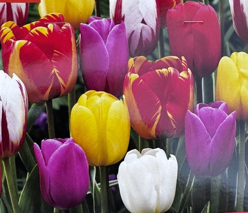 🌷Rare Jumbo Mix Tulips 12 Bulbs Purple White Red Pink Yellow Mix Flower ...