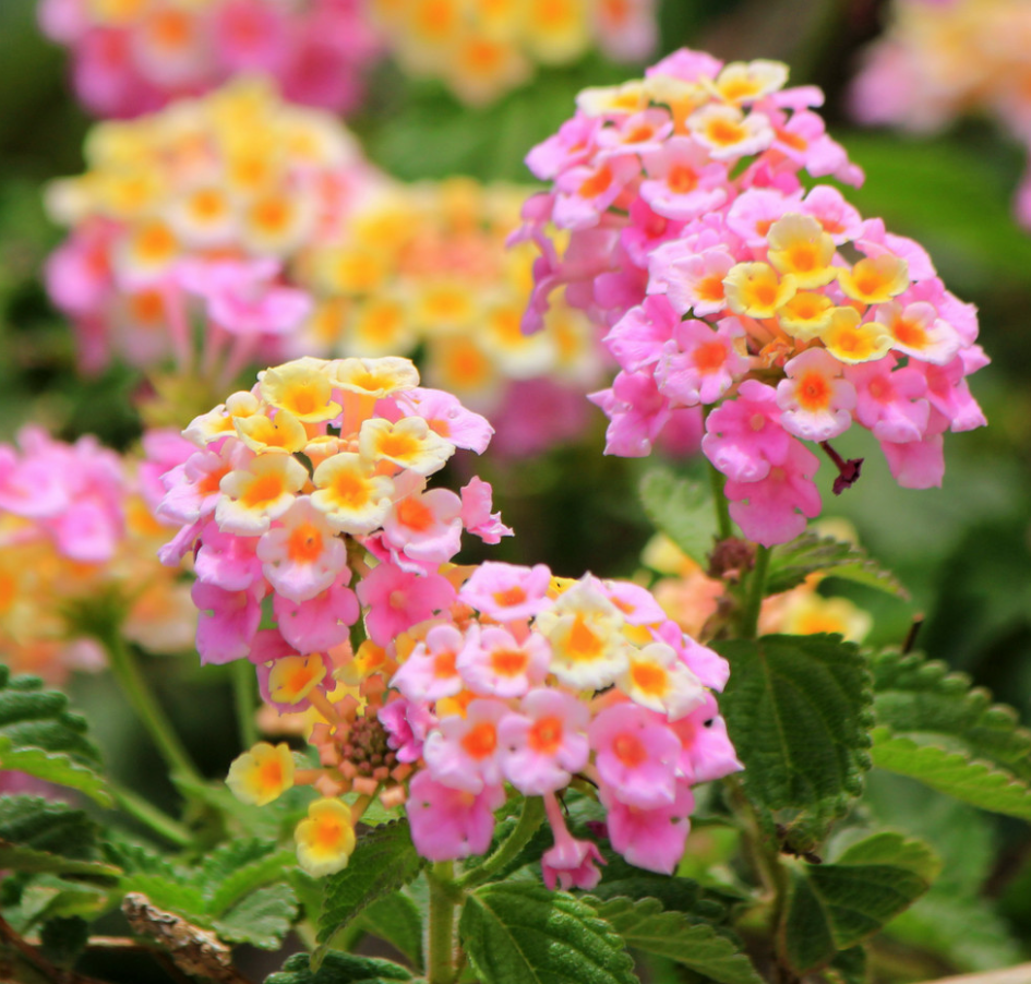 Lantana Pink Live for Planting, Perennial Lantana Flowers Plant 4 to 6 ...