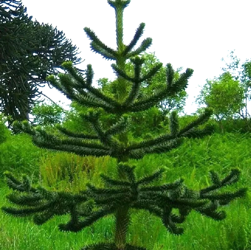 Araucaria Araucana Monkey Puzzle Tree Plant 20-40cm in 1-2L pot Garden ...