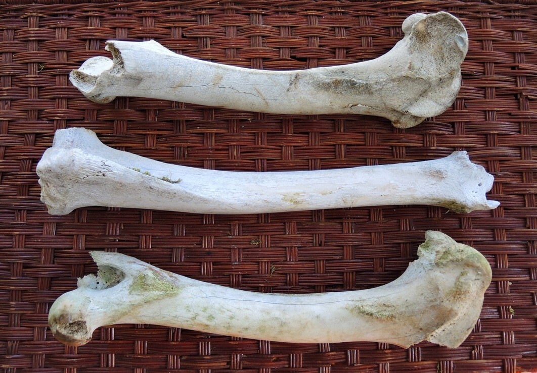 Lot of 3 Old Bovine Cow Leg Bones | eBay