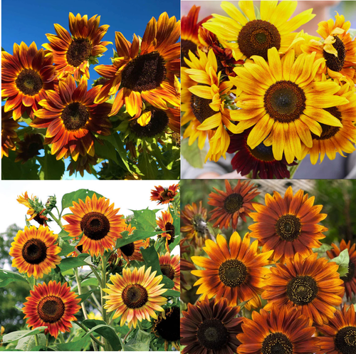 Sunflower LANDSCAPER'S PACK SUNSET MIX Tall Branching Autumn Colors 200 ...