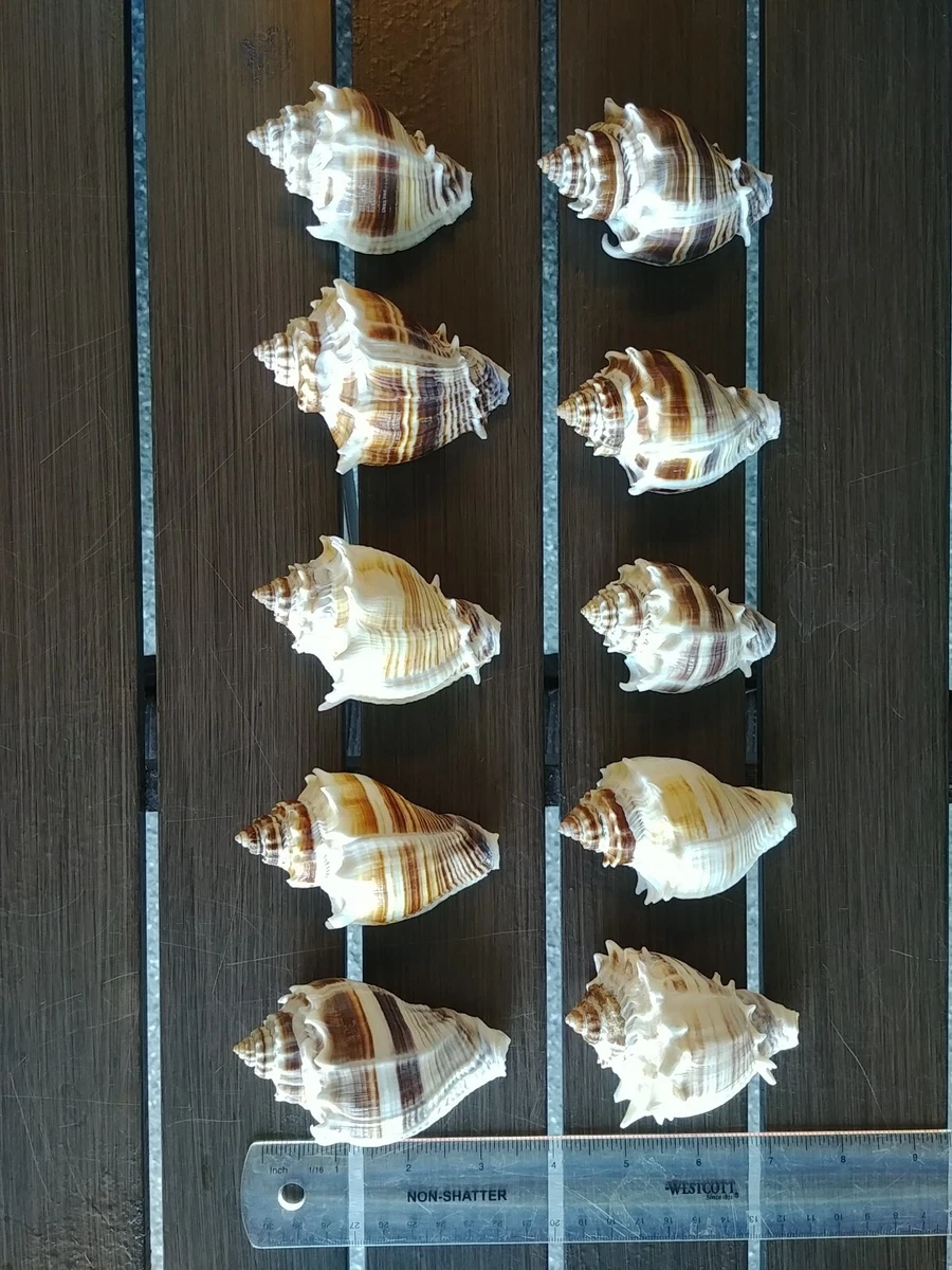 King Conch Shells