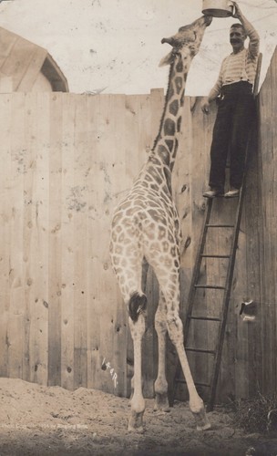 Ringling Bros RBBB Goliath Giraffe Emery Stiles Circus 1904 - Original ...