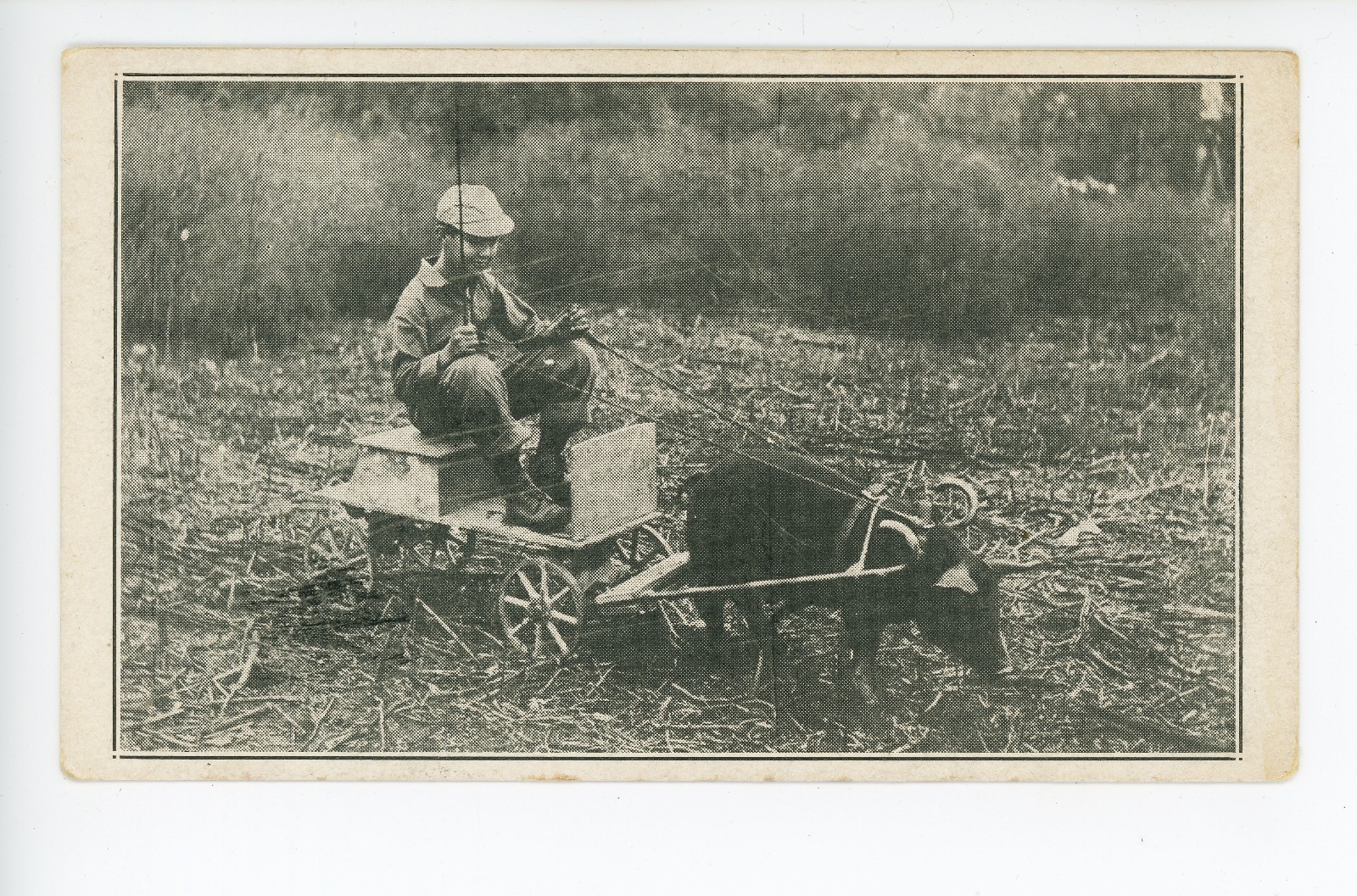 Little Boy Riding Tiny Carriage Pulled by Black Pig!! Cute Strange Hog ...