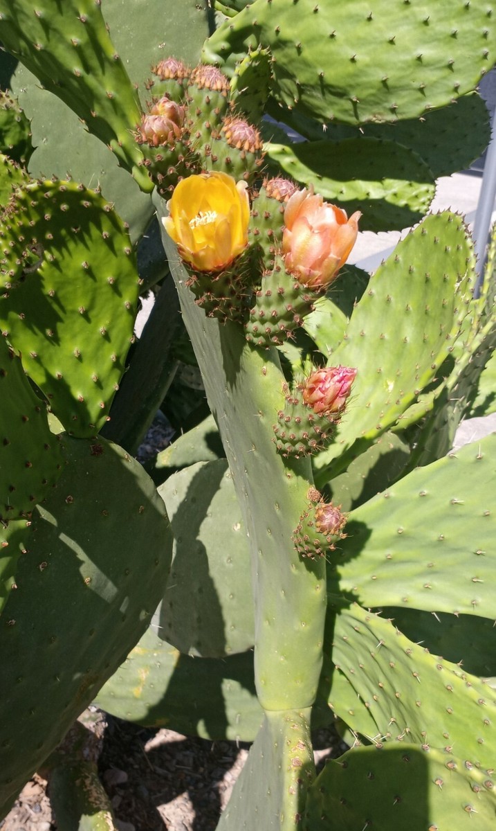Nopales Plant